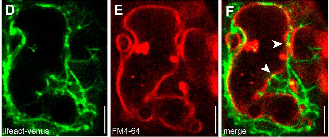 Publications – MorphoGraphX
