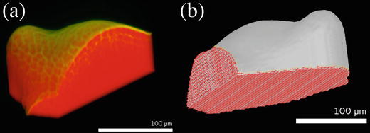 Publications – MorphoGraphX