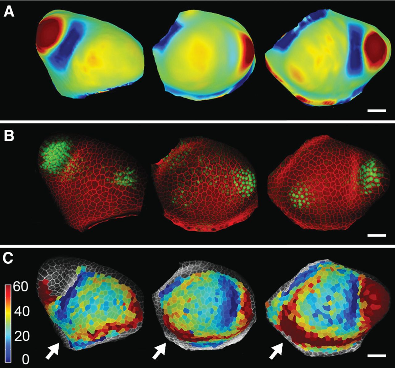 Publications – MorphoGraphX