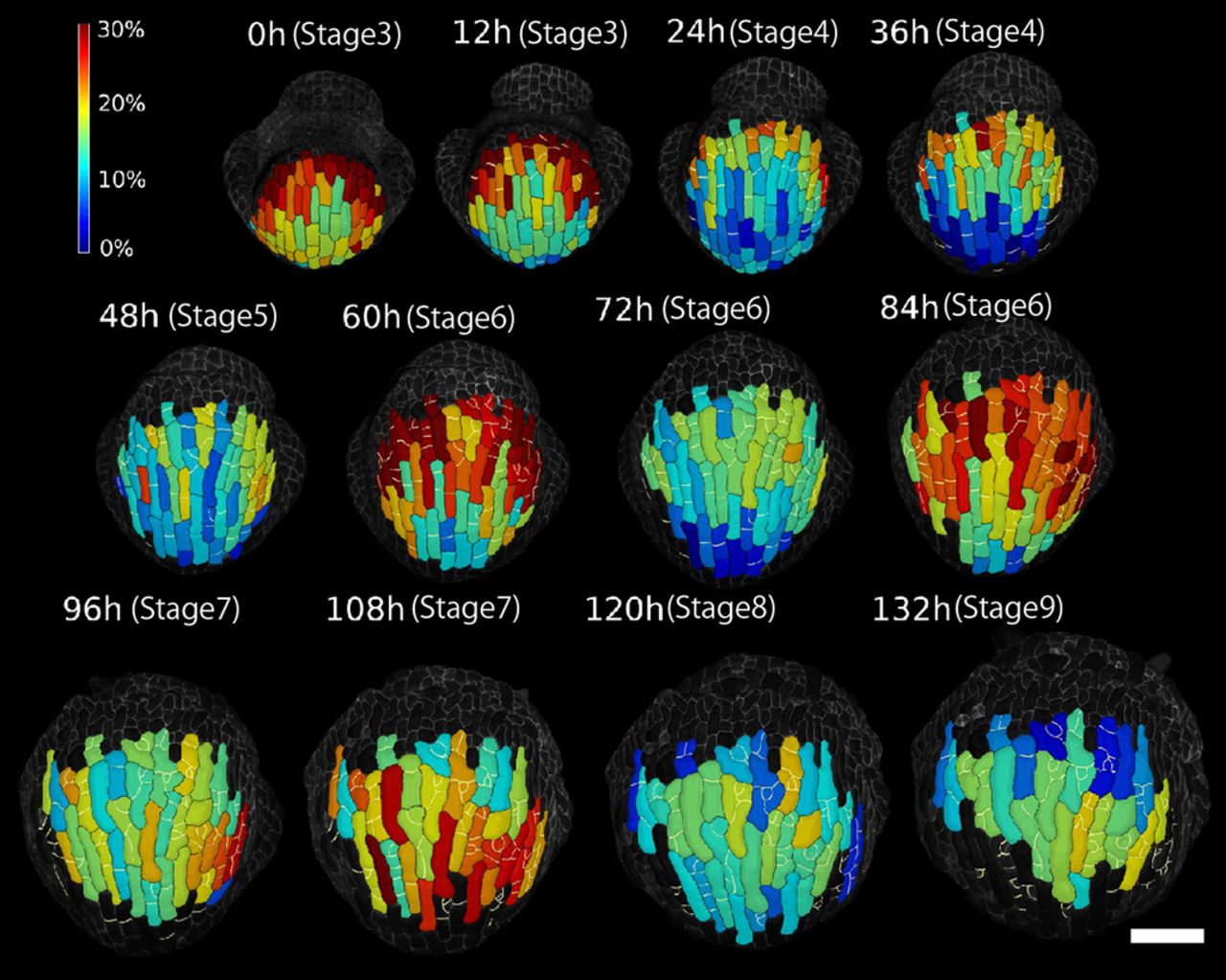 Publications – MorphoGraphX