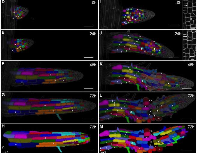Publications – MorphoGraphX