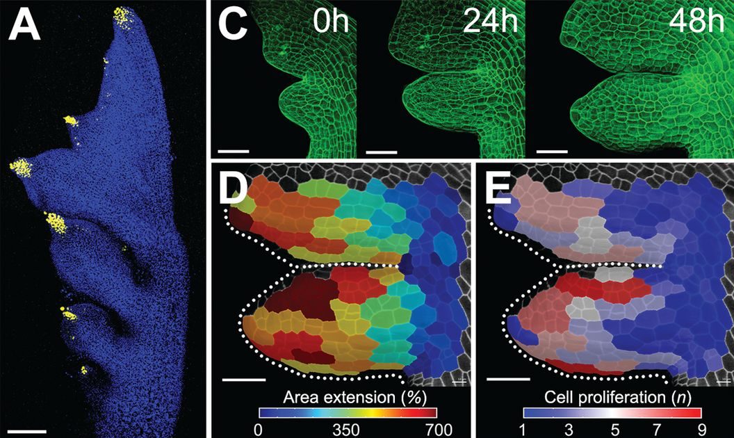 Publications – MorphoGraphX
