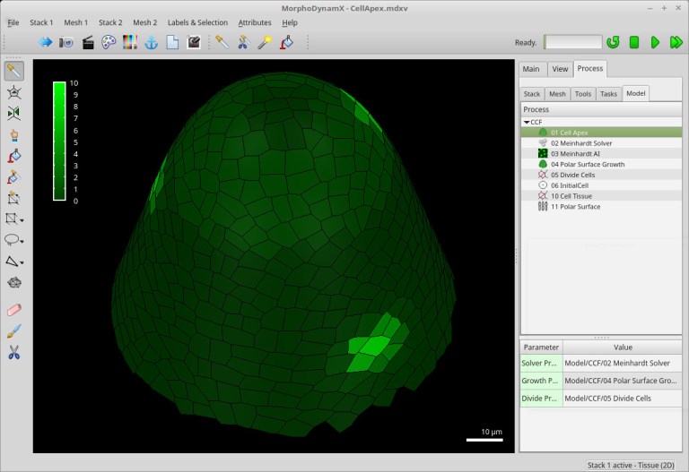 MorphoGraphX – A platform for quantifying morphogenesis in 4D