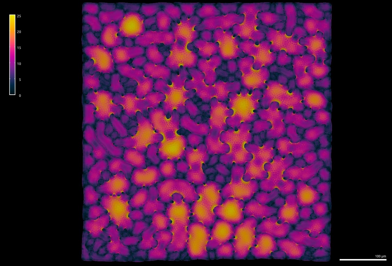 Publications – MorphoGraphX