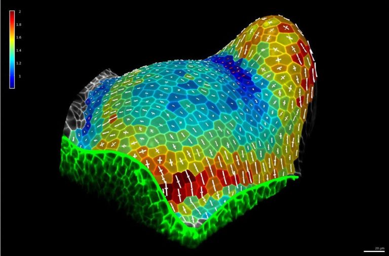 Gallery – MorphoGraphX