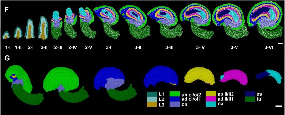 Publications – MorphoGraphX