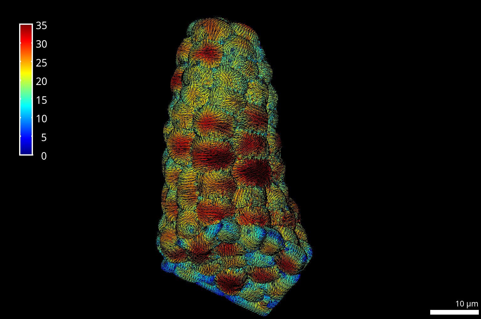 MorphoMechanX – MorphoGraphX