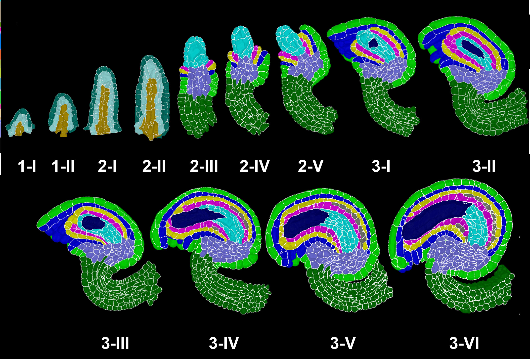 Gallery – MorphoGraphX