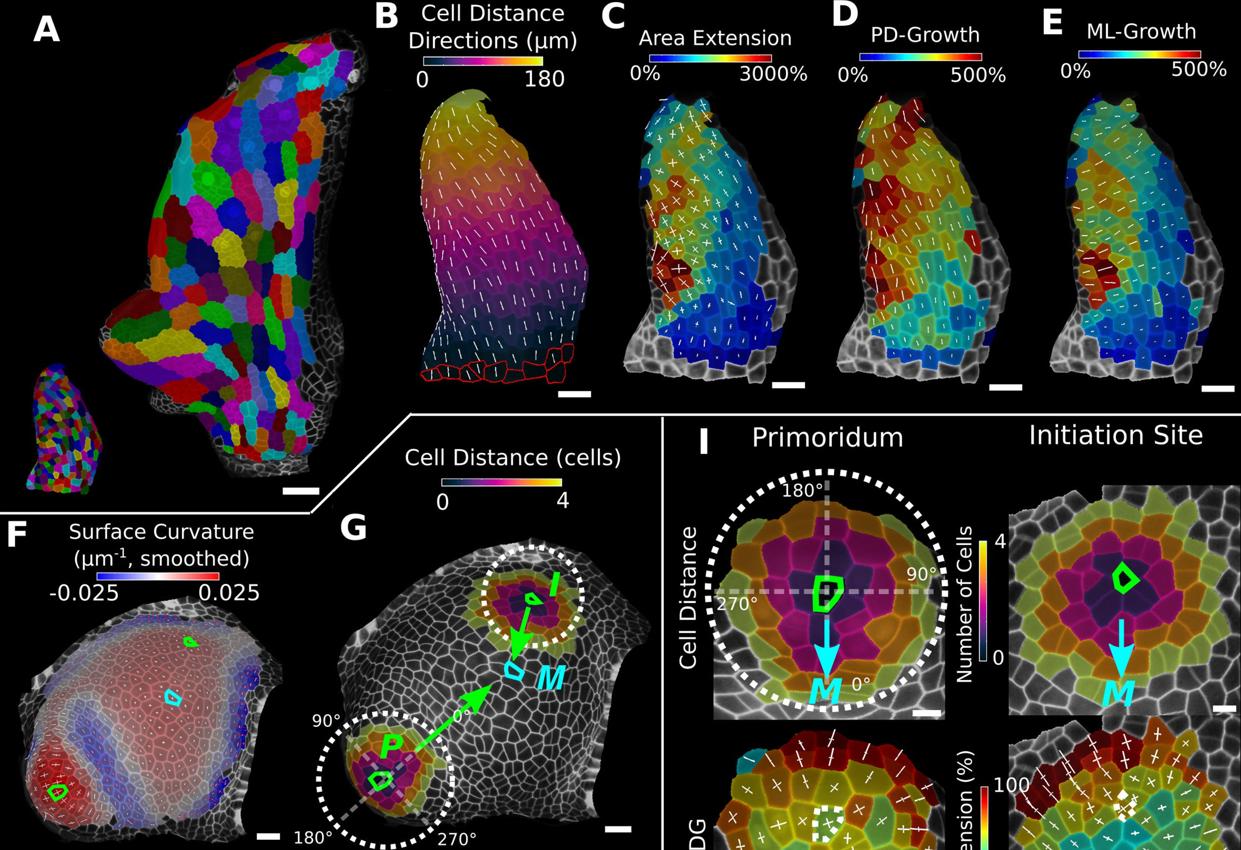 Publications – MorphoGraphX
